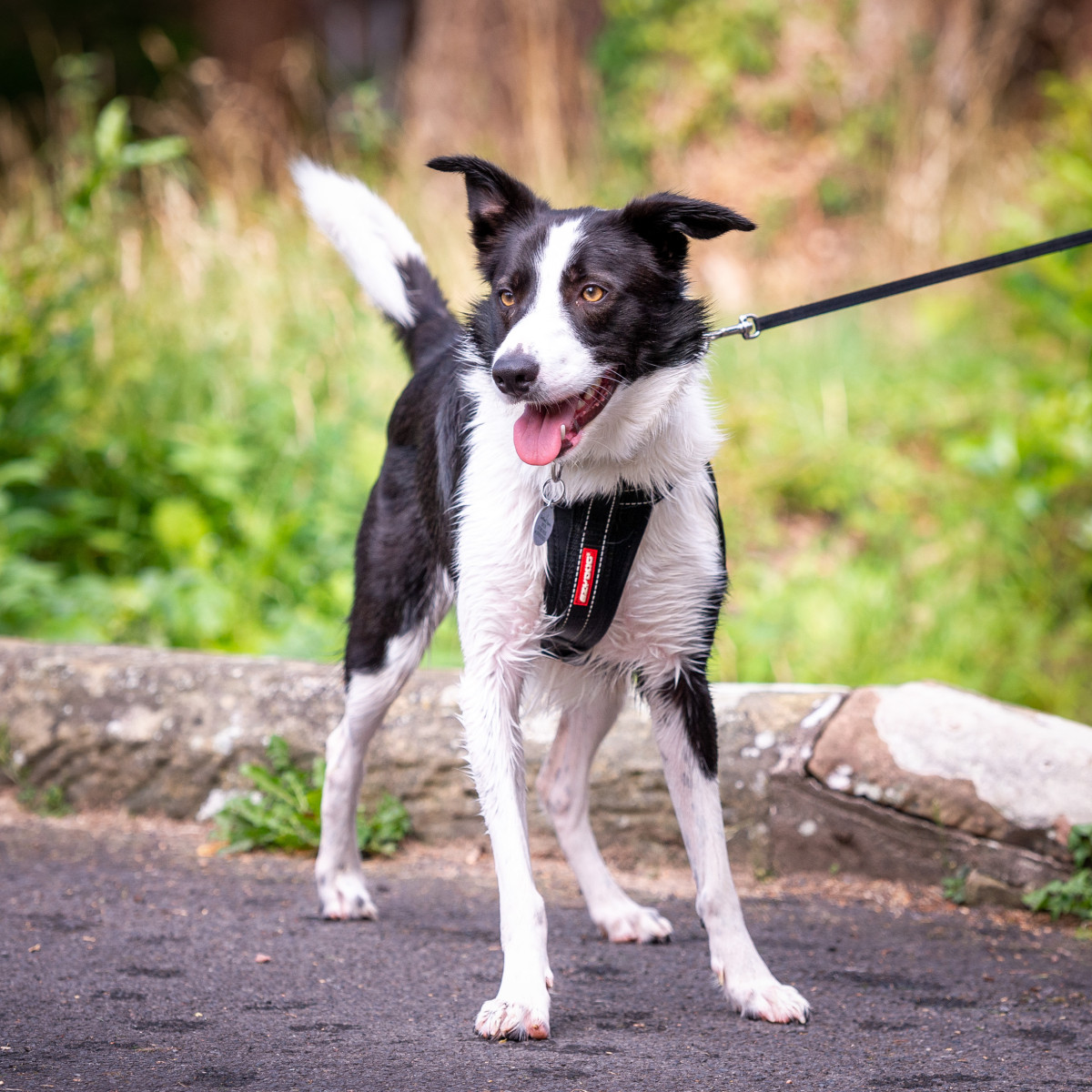 The importance of preventative healthcare for pets | Paragon Vets