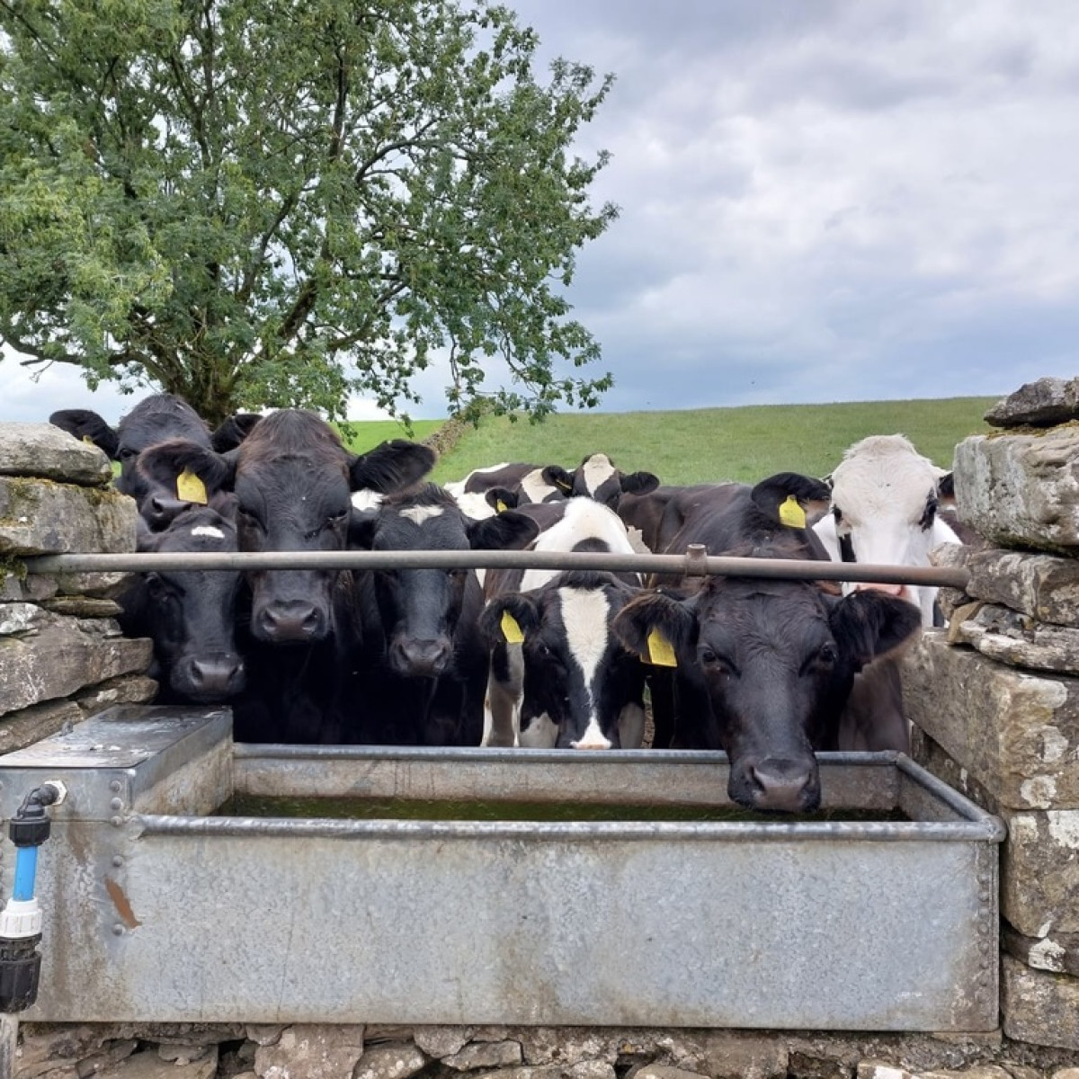 What to consider when worming this summer | Paragon Vets