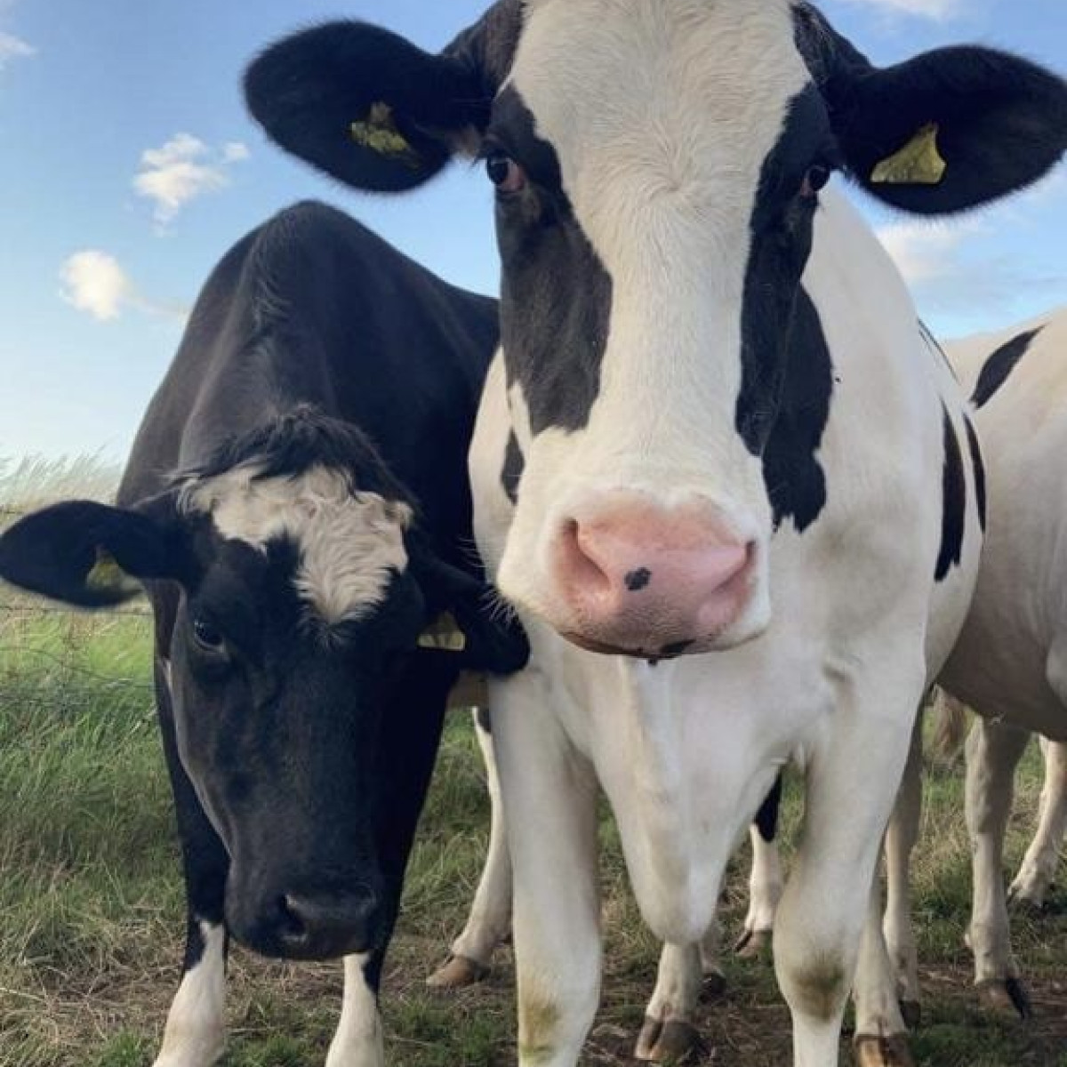 Cow care to curb climate change | Paragon Vets