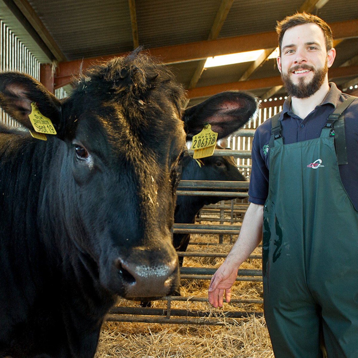 Help is at hand for Cumbrian farmers struggling with problem breeder ...