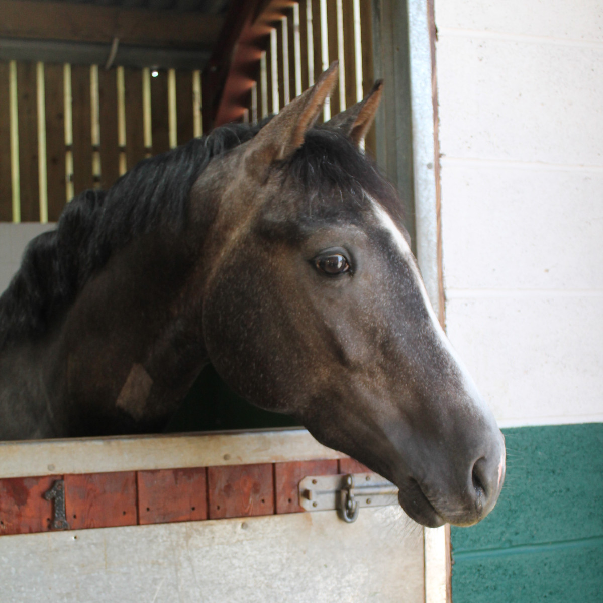 Choke in horses | Paragon Vets