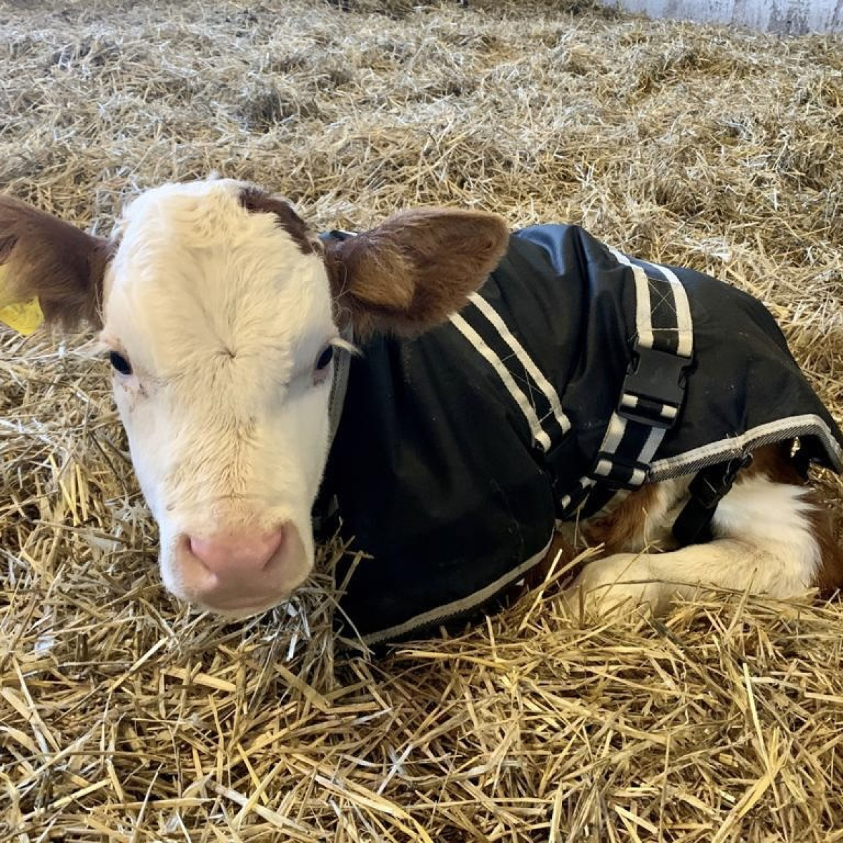 Calf pneumonia | Paragon Vets