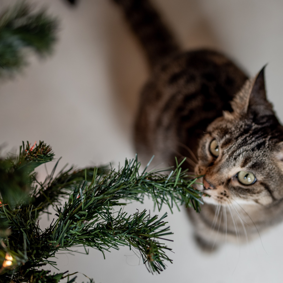 How to give pets a fun and safe Christmas | Paragon Vets