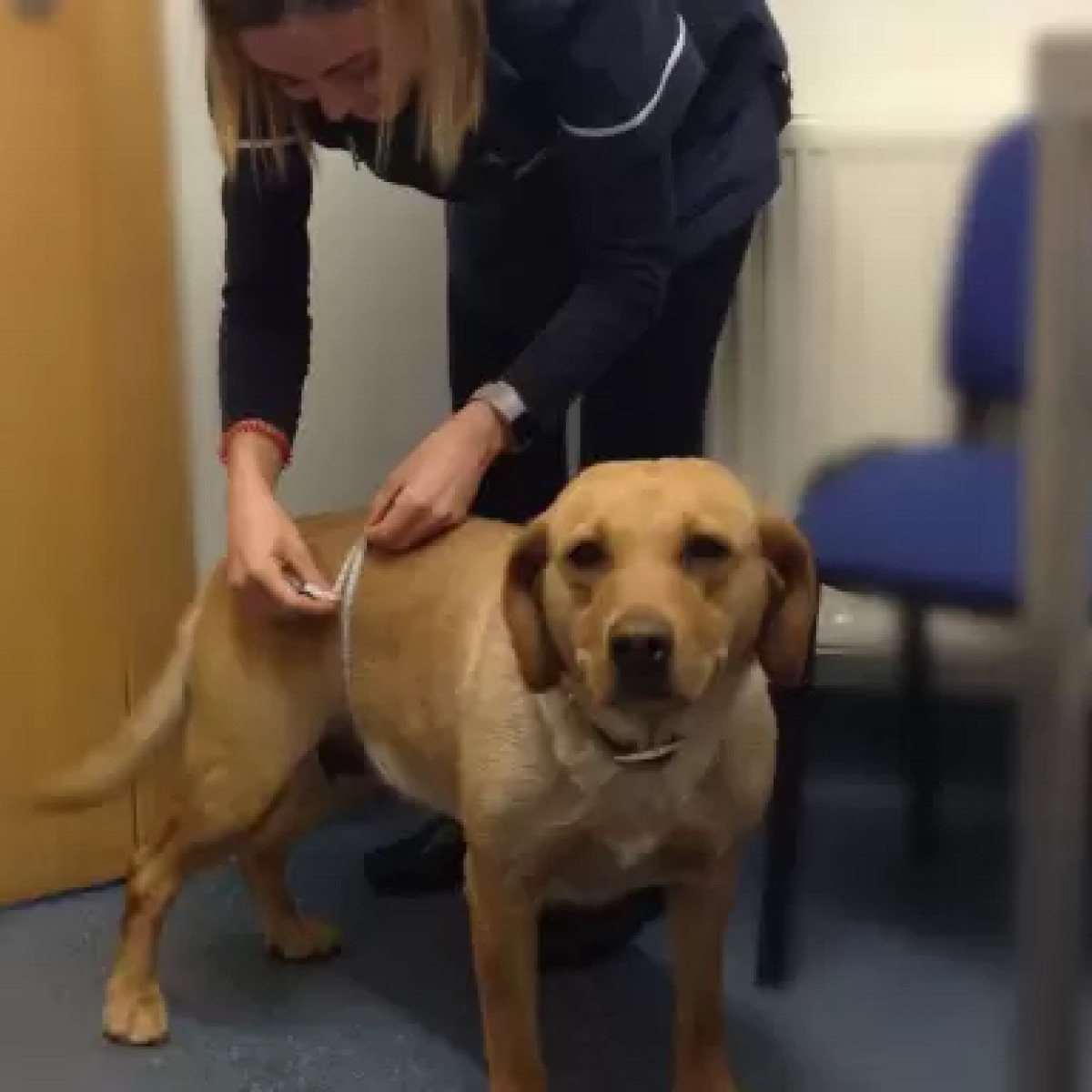 The importance of weight management | Paragon Vets