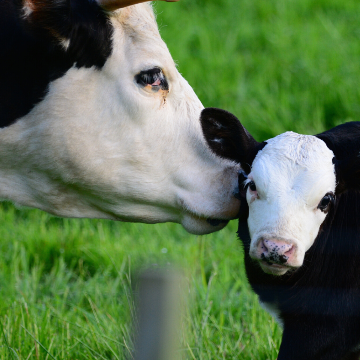 Tips for using calf machines | Paragon Vets