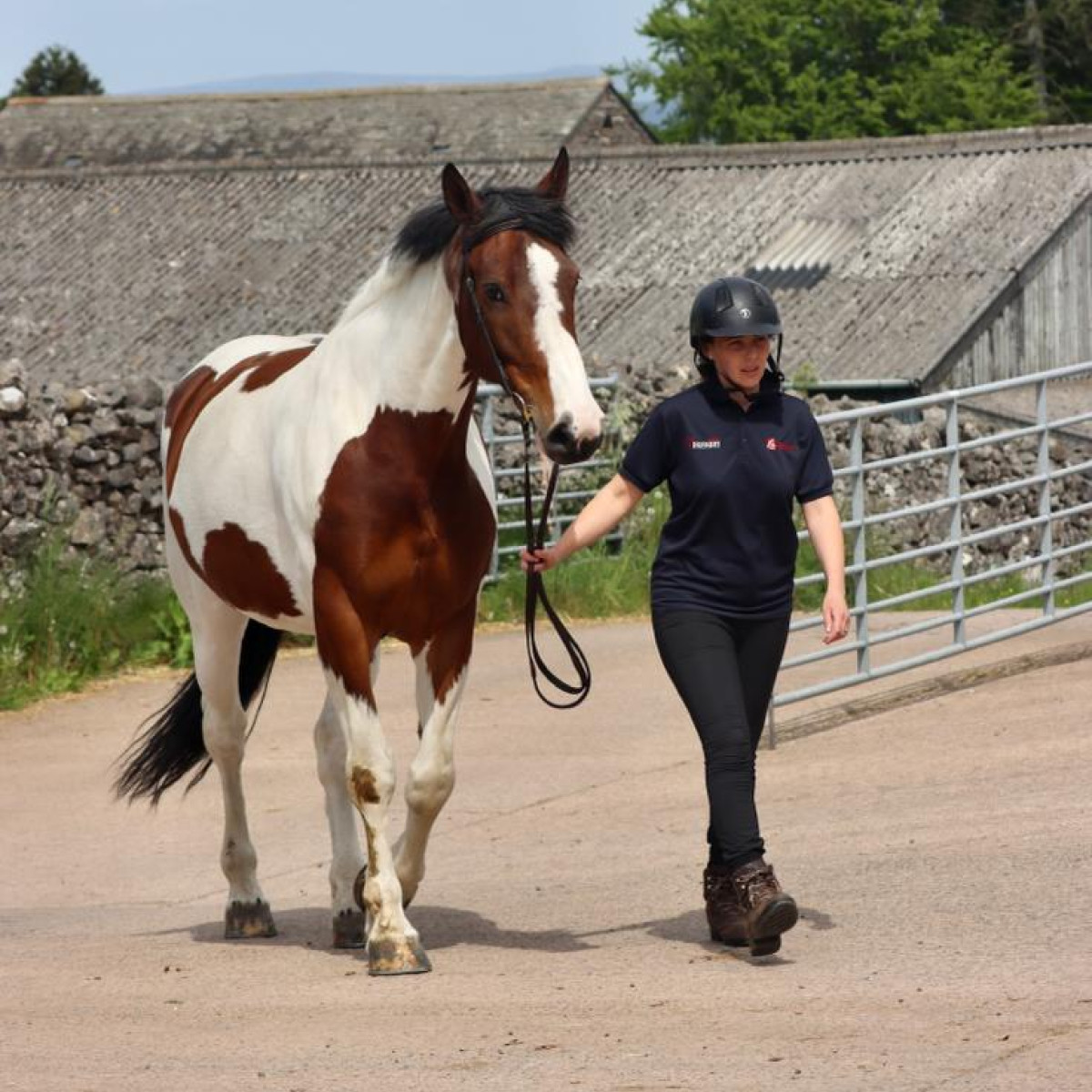 Keeping competing disease free | Paragon Vets