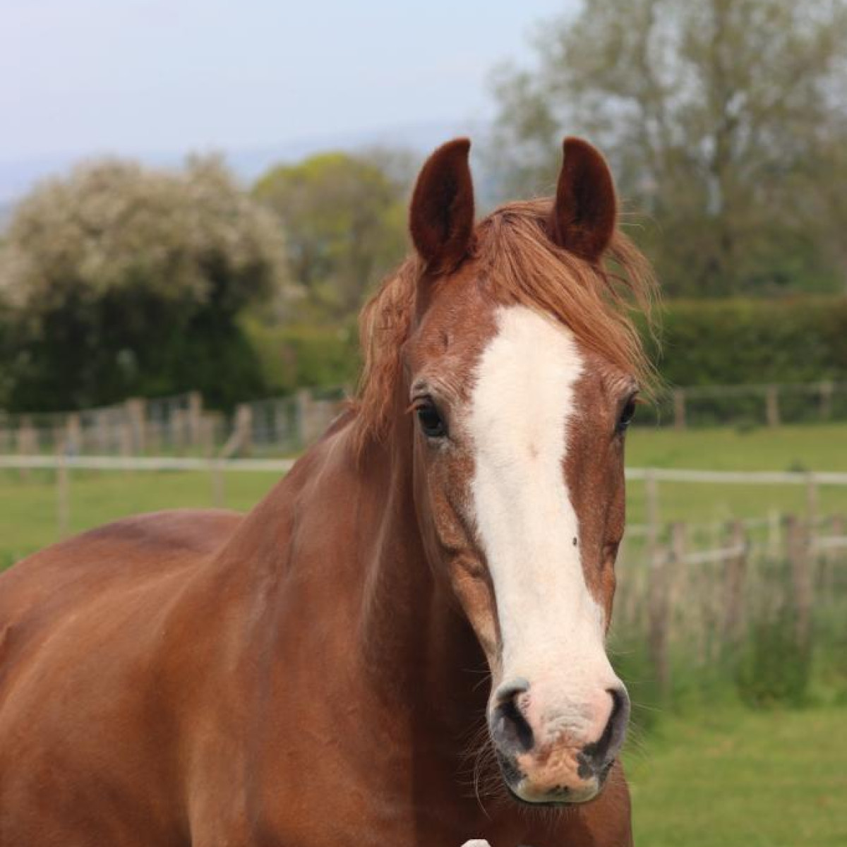 What is atypical myopathy? | Paragon Vets