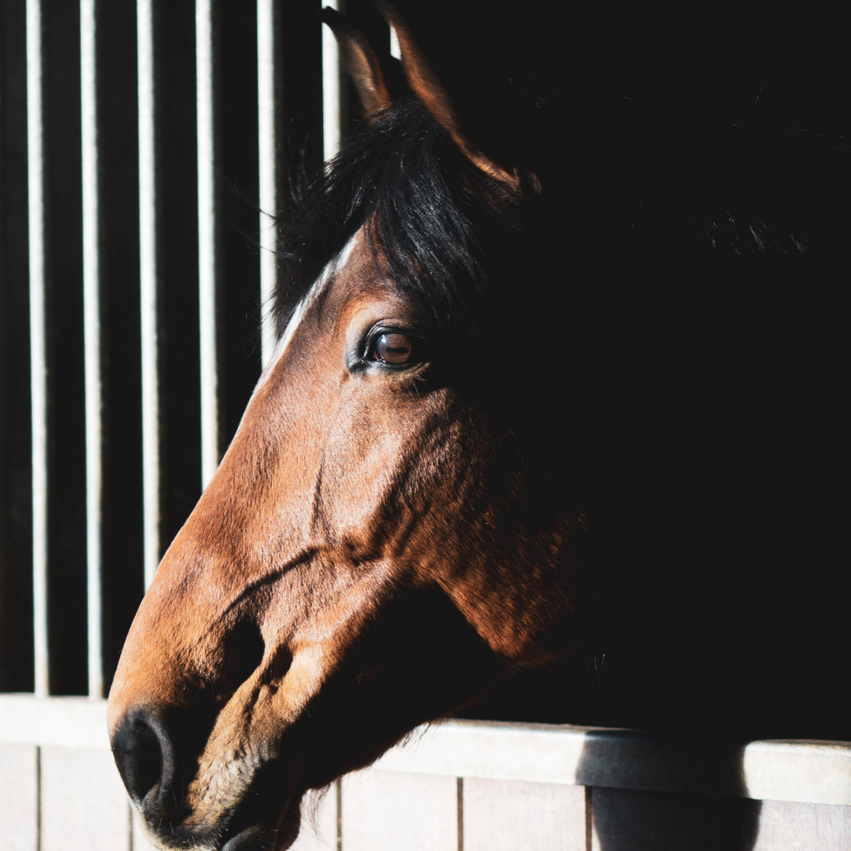 Colic in Horses | Paragon Vets