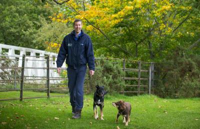 Paragon launches Cumbria dog walking guide | Paragon Vets