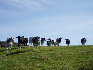 The power of advanced breeding techniques | Paragon Vets