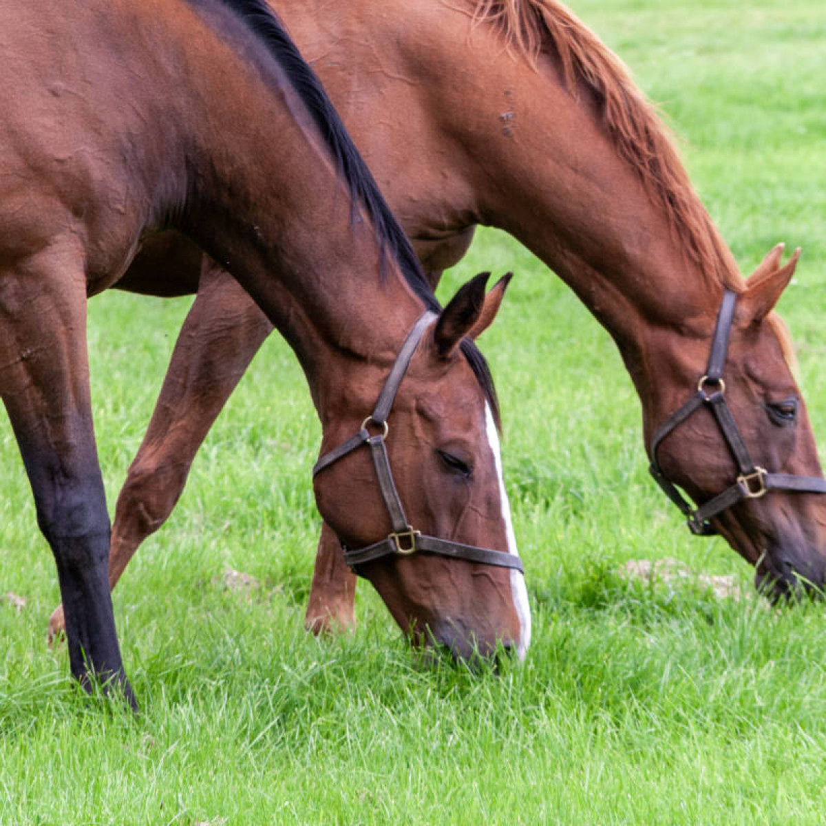 Paddock Management | Paragon Vets