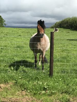 Poor coat in horses | Paragon Vets
