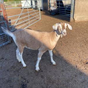 Disbudding of Goat Kids | Paragon Vets