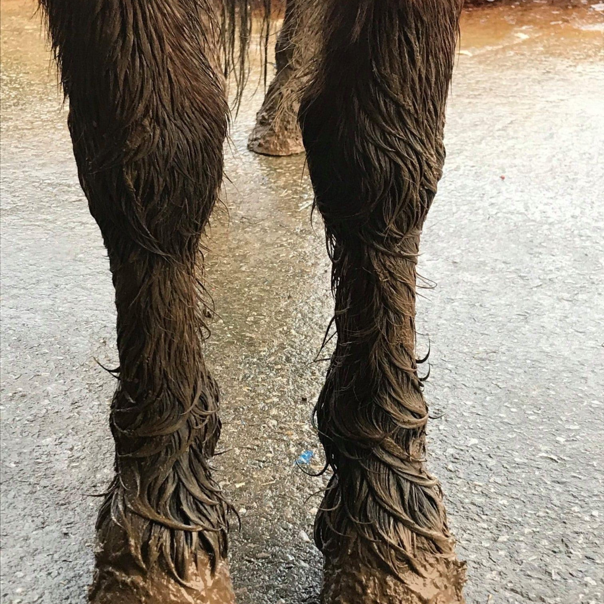 Mud Fever | Paragon Vets