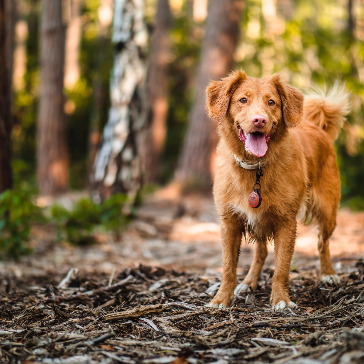 Looking after our pets in hot weather | Paragon Vets