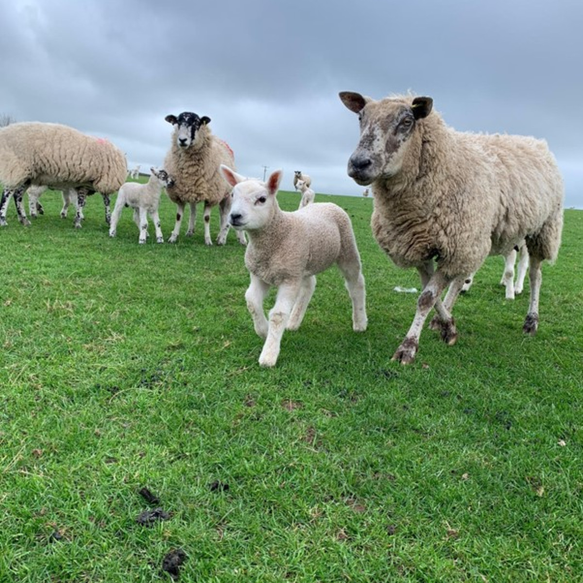 Tightening up your lambing period | Paragon Vets