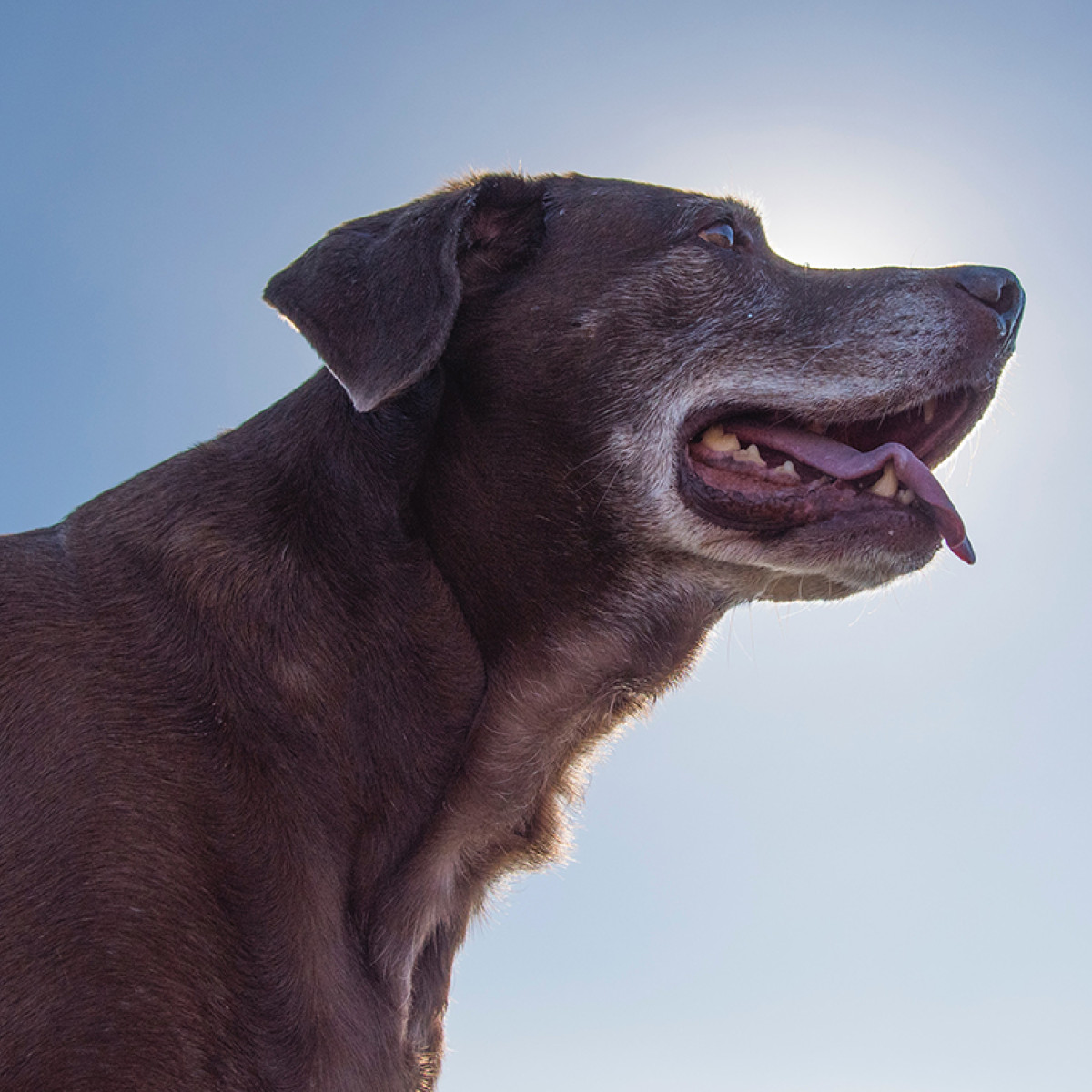 Keeping your pet mobile in 2021 | Paragon Vets