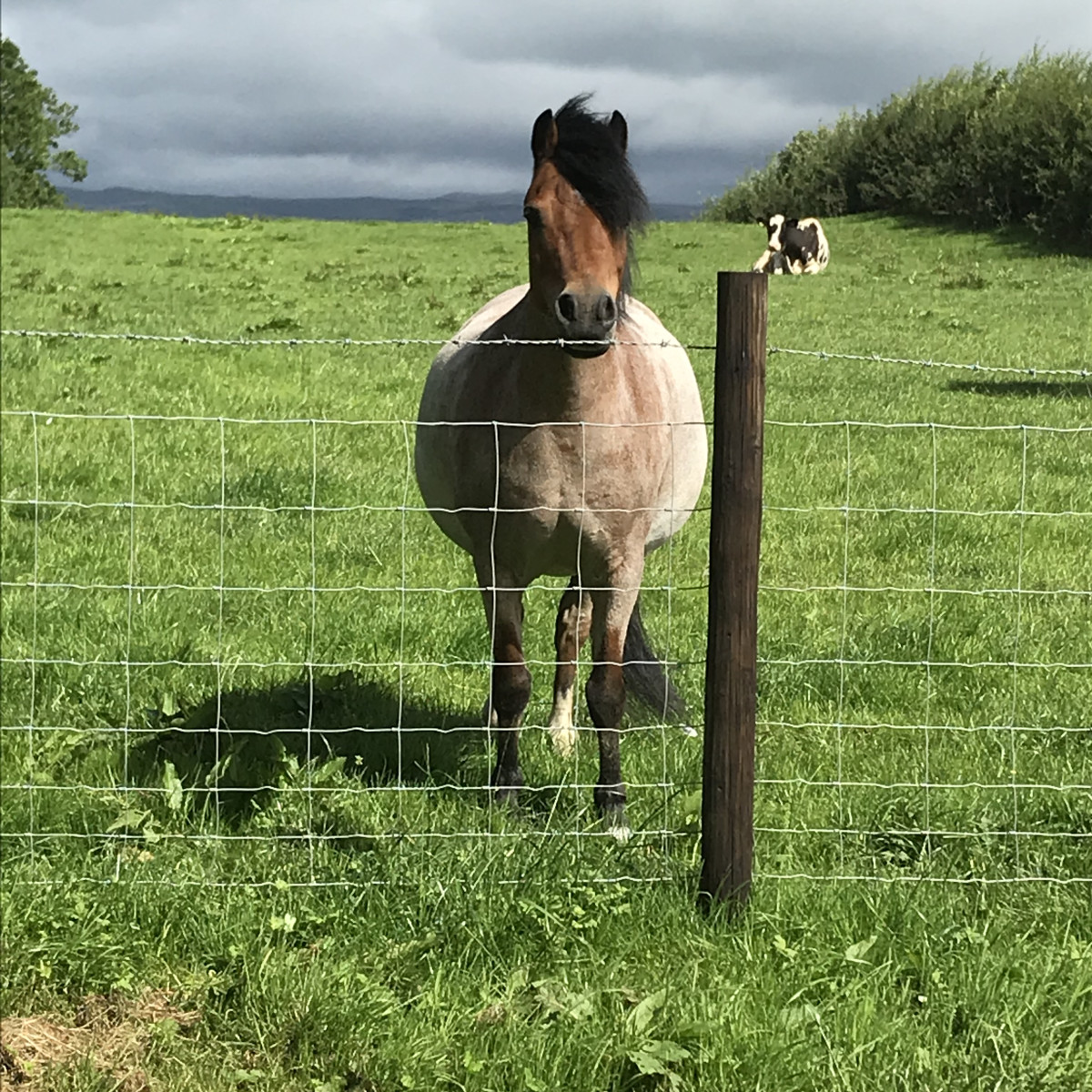 An overview of Sweet Itch | Paragon Vets