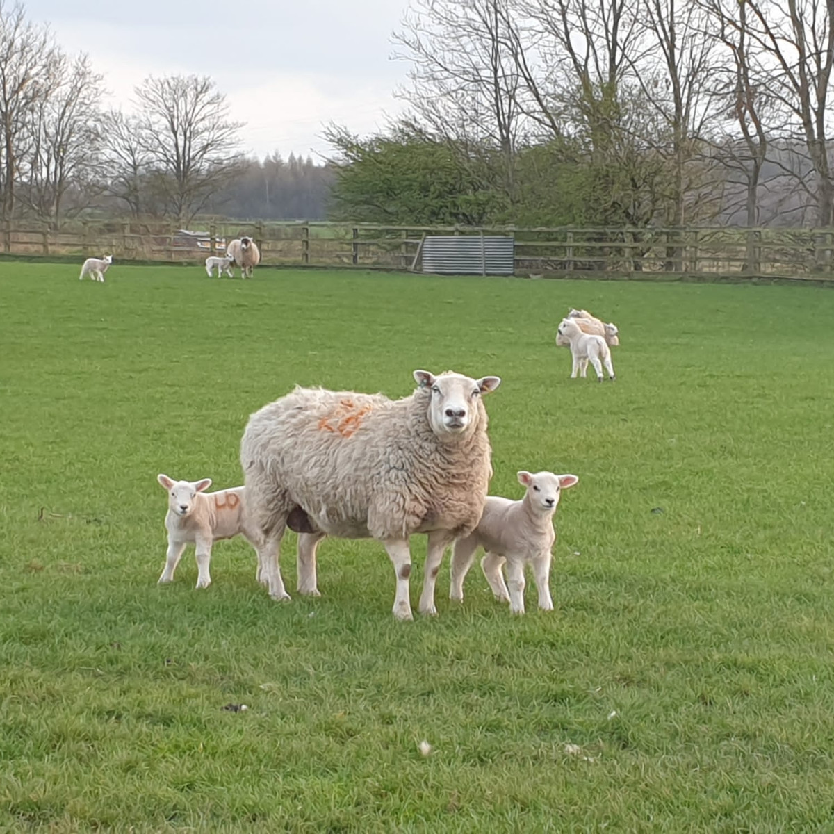 What to worm with and why | Paragon Vets