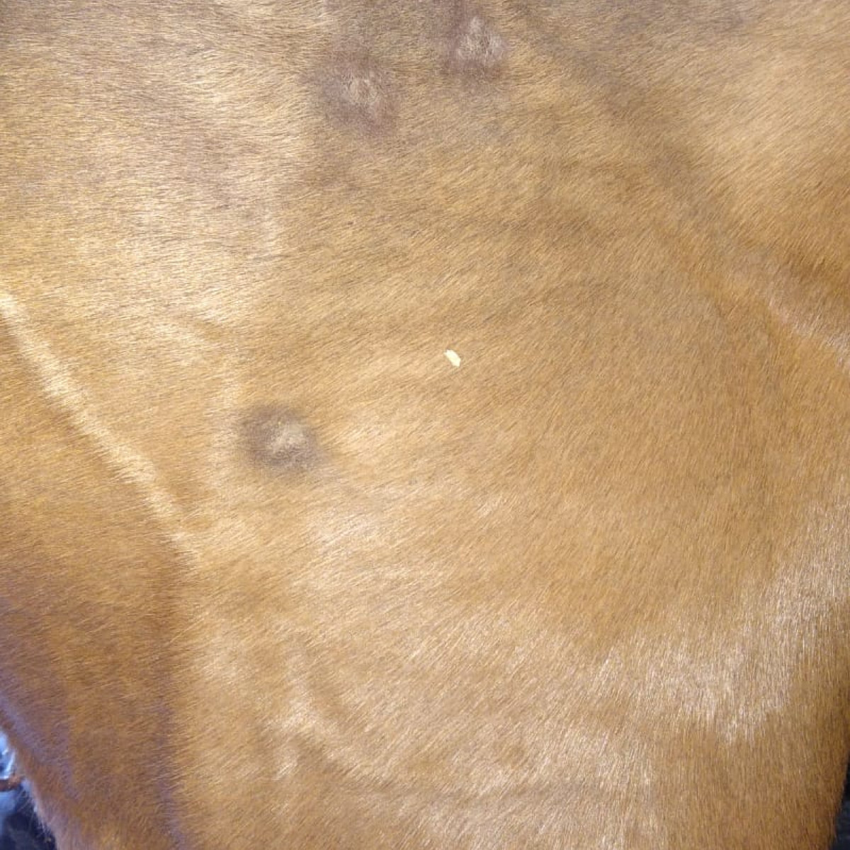 What are sarcoids? | Paragon Vets