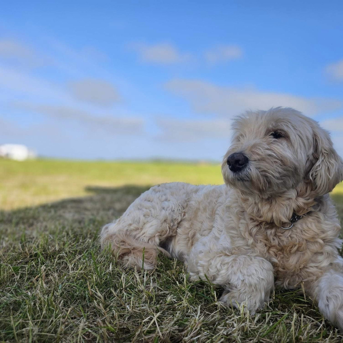 Looking after Senior Pets | Paragon Vets