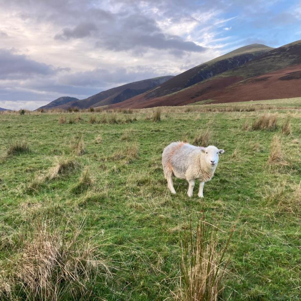 Tackling lameness in sheep | Paragon Vets