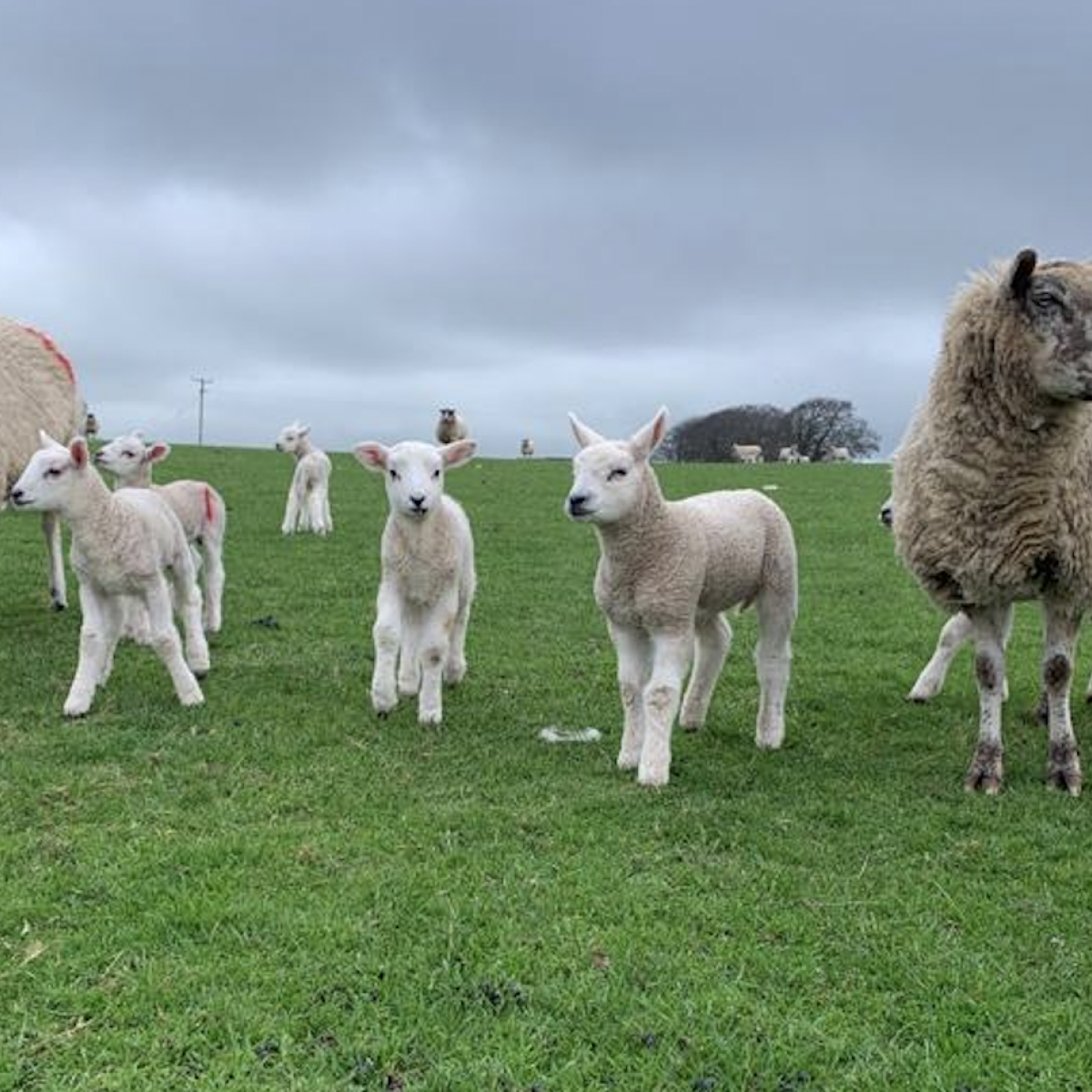 Coccidiosis in lambs | Paragon Vets