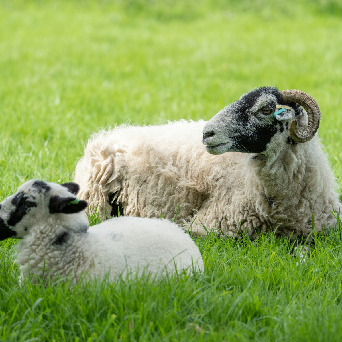 Managing Haemonchus (Barber’s Pole worm) in Cumbria’s flocks | Paragon Vets
