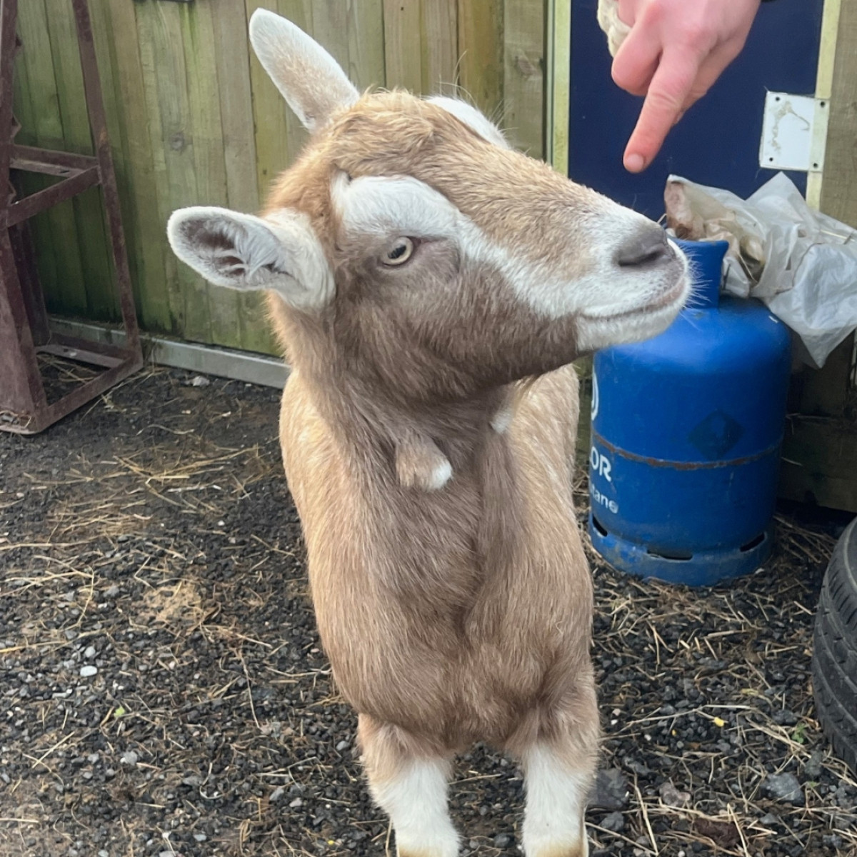 Urolithiasis (Urinary Obstruction / Bladder Stones) in Goats | Paragon Vets