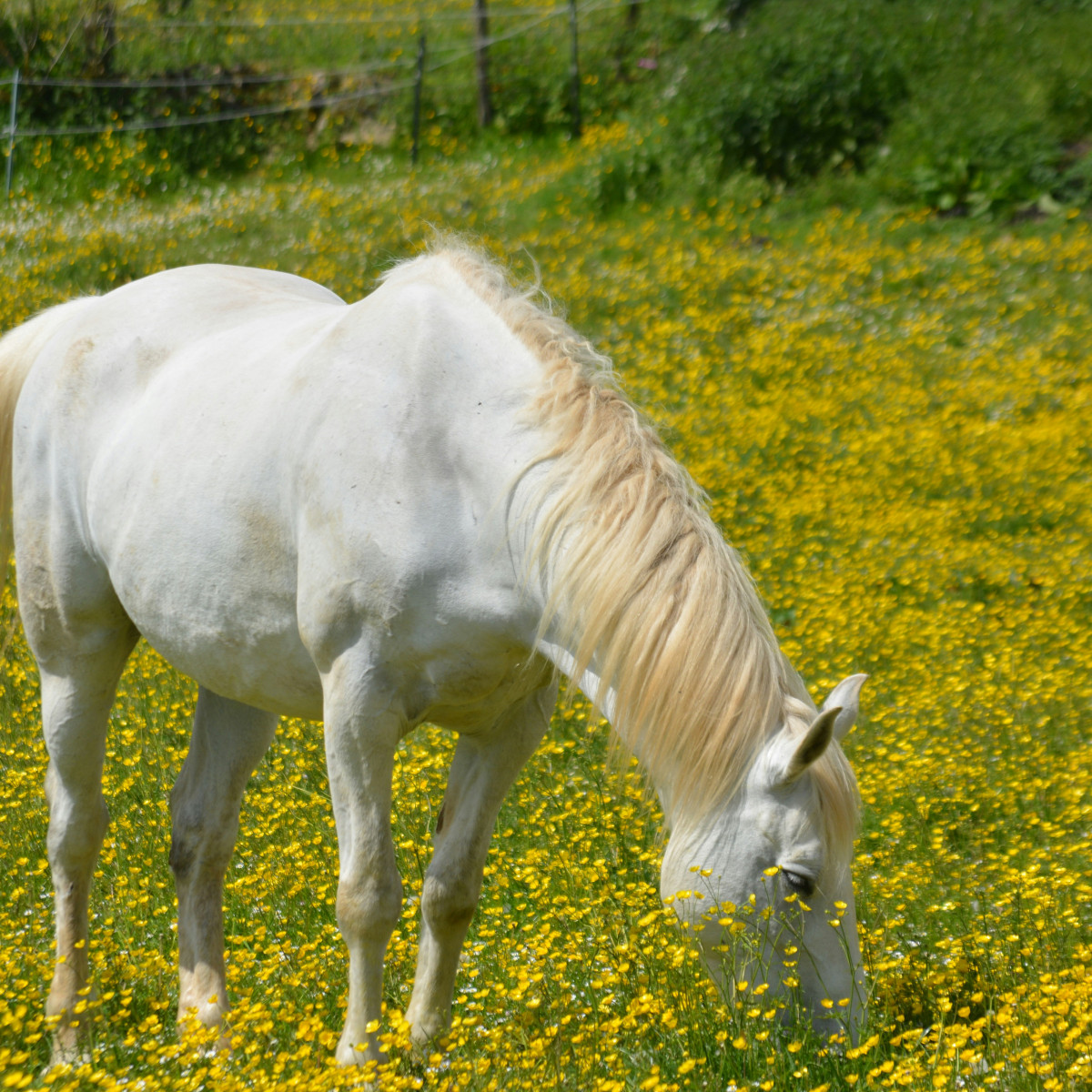 Summer Health Issues | Paragon Vets