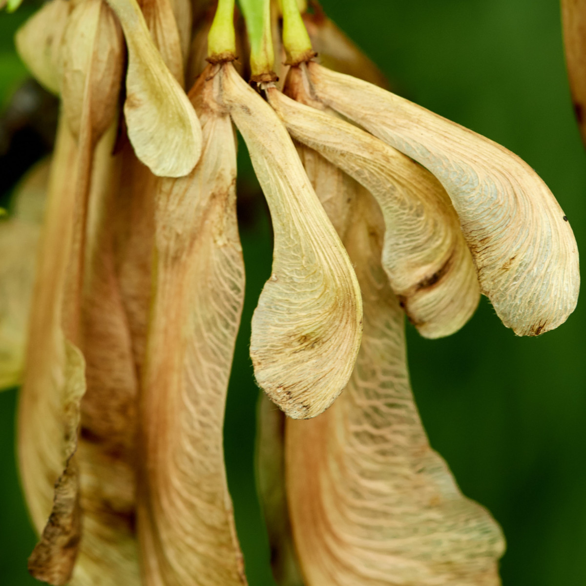 Atypical myopathy | Paragon Vets
