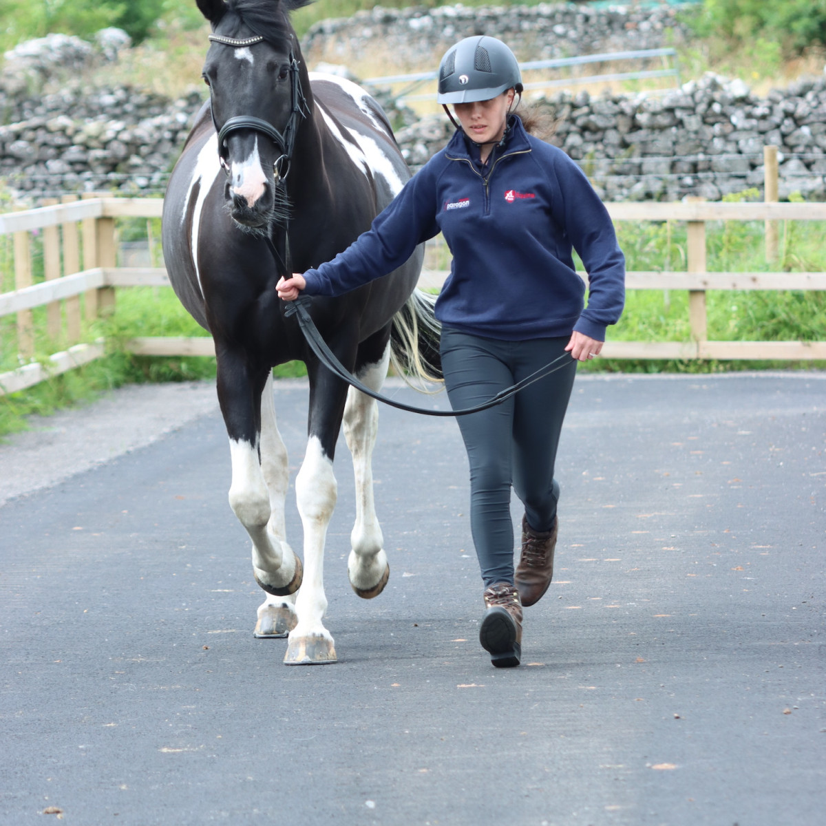 What you need to know about equine vettings | Paragon Vets