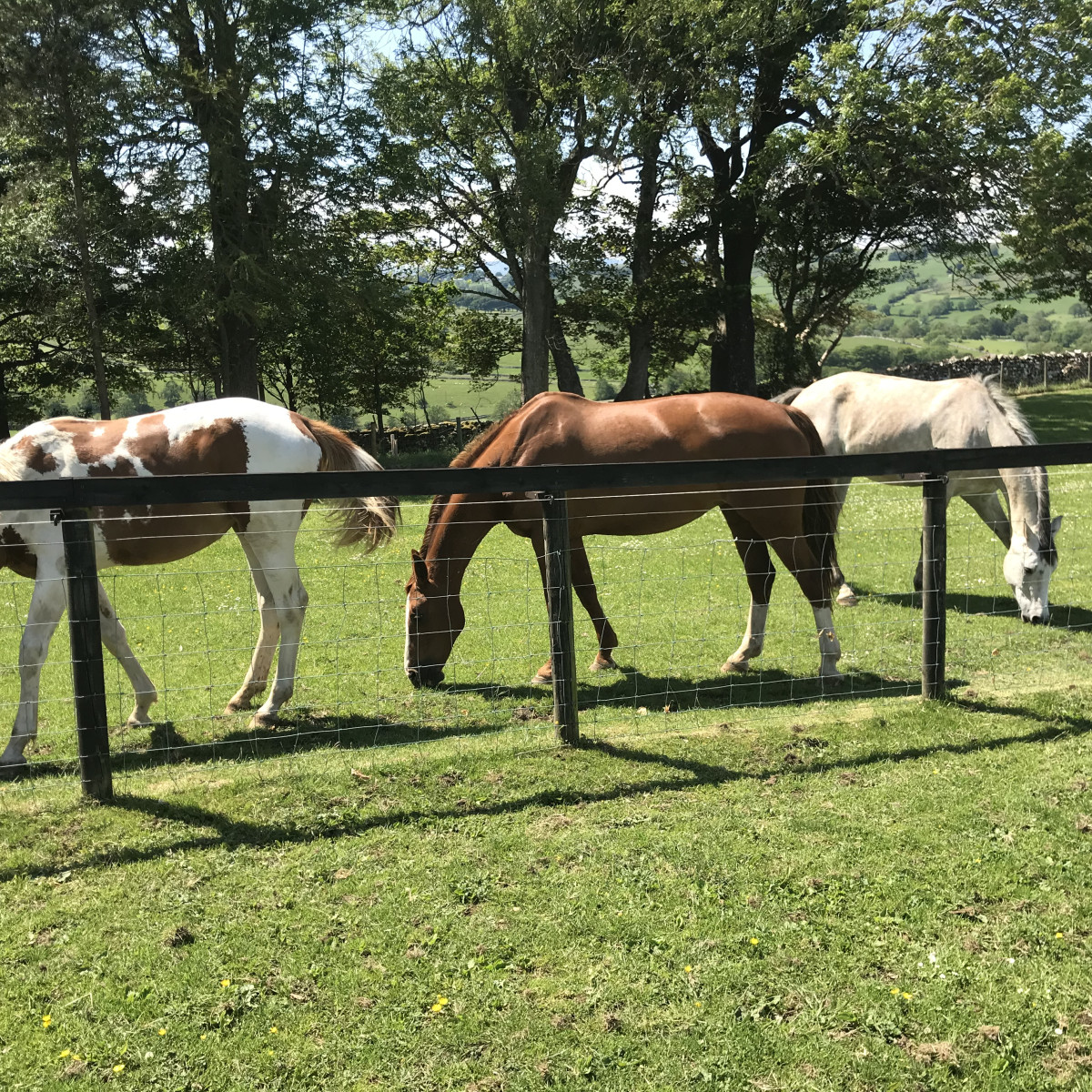 Poor Performance in horses | Paragon Vets