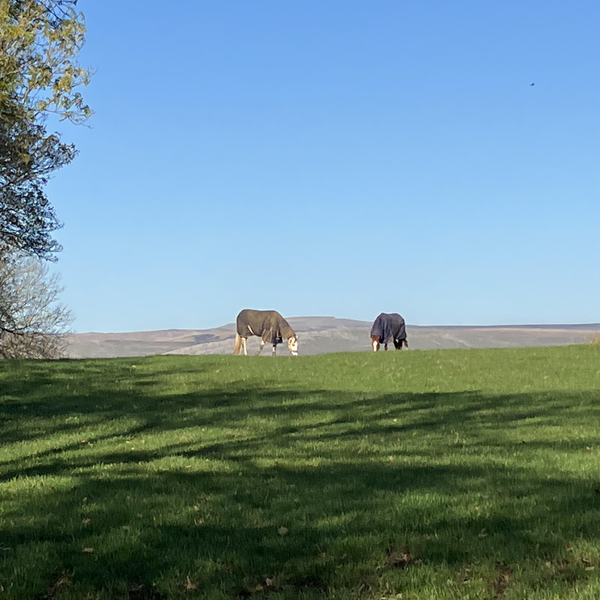 Preparing for Spring | Paragon Vets